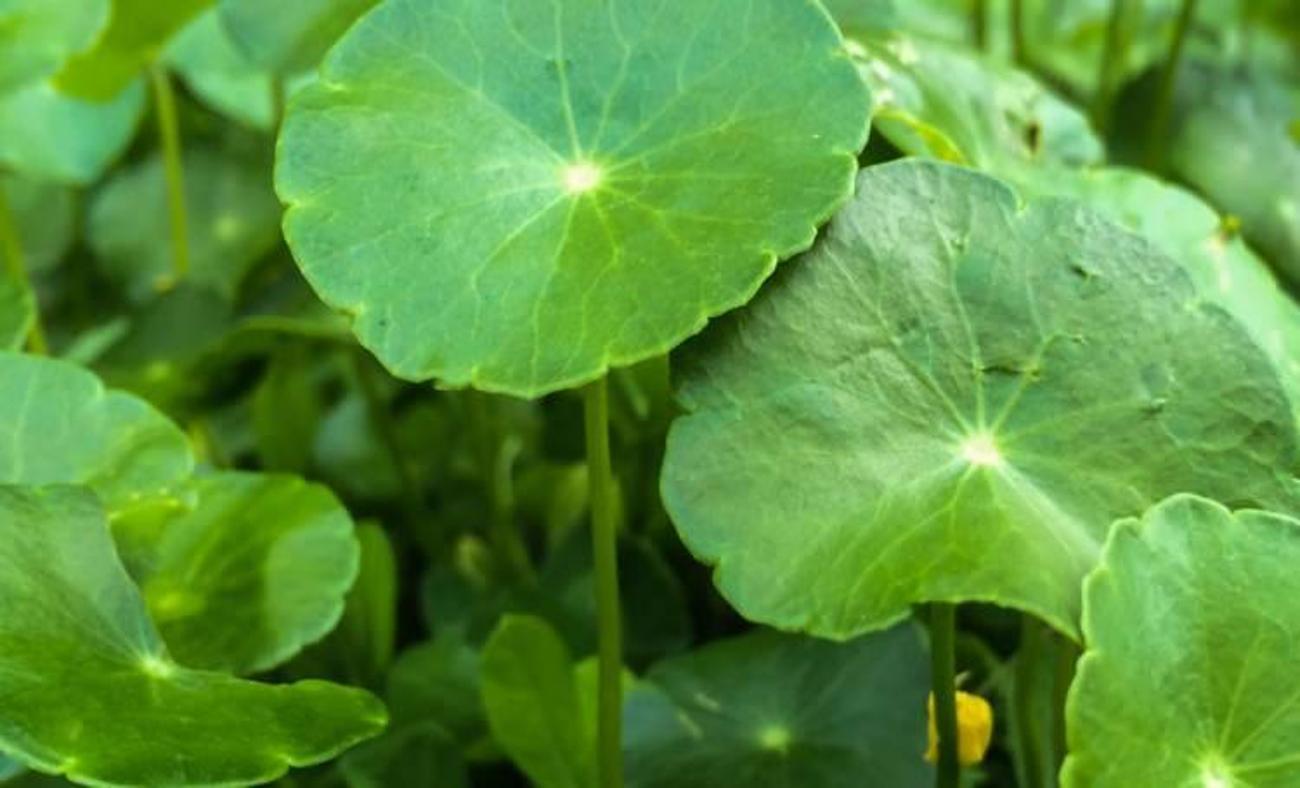 Her derde deva Gotu Kola bitkisiyle tanışın - Sağlık Haberleri