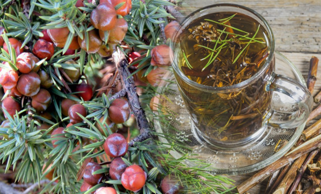 Ardıç ağacının faydaları nelerdir? Ardıç ağacının tohumlarından elde ...