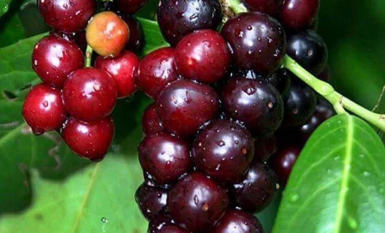 Taflan(Karayemiş) nedir? Taflanın faydaları nelerdir? Karadeniz'in şifa ...