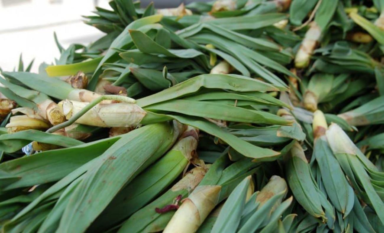 Çiriş otu nedir? Çiriş otunun faydaları nelerdir? Çiriş otu nasıl ...