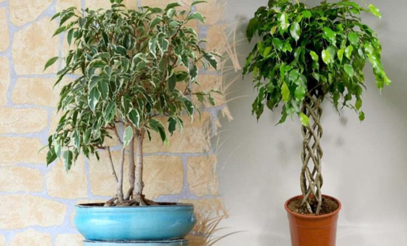 Benjamin çiçeği bakımı nasıl yapılır? Benjamin (Ficus) çoğaltma ve ...