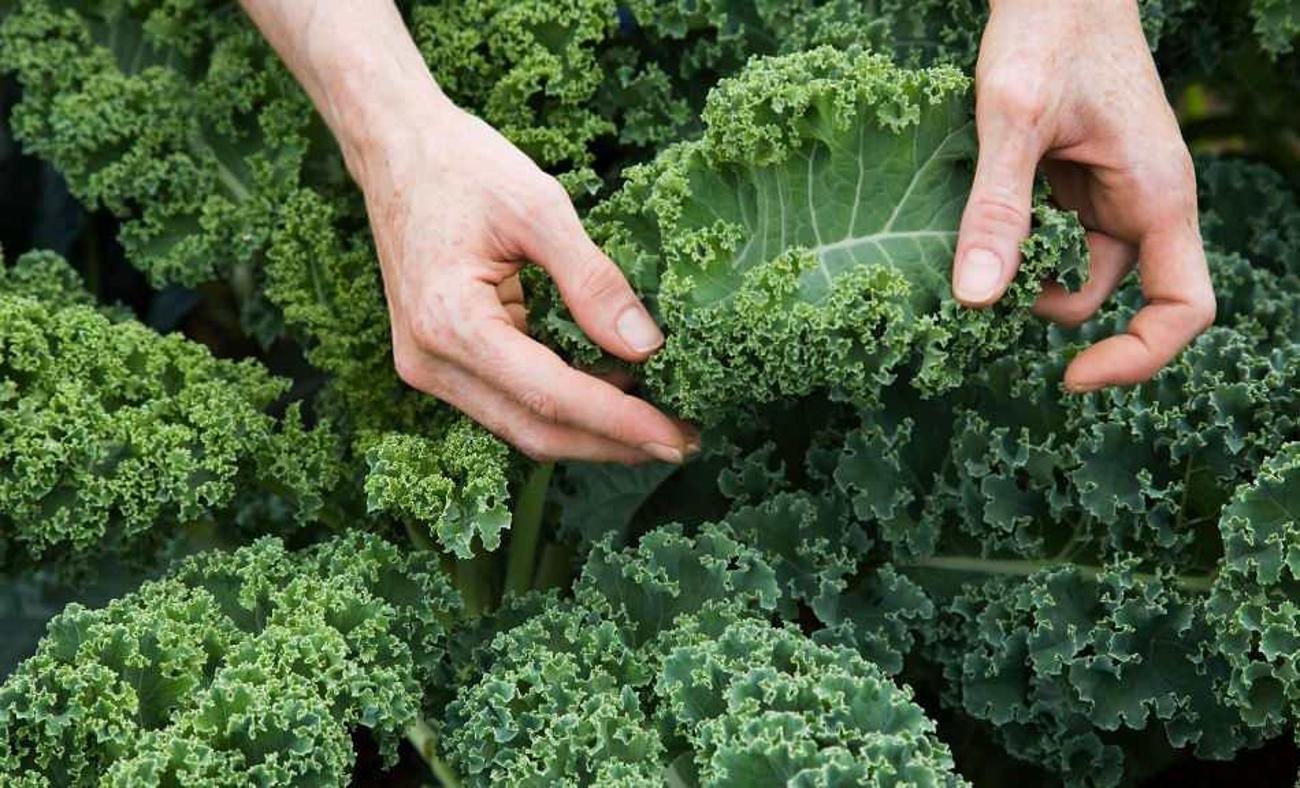 Bağışıklığı güçlendiren: Kale bitkisinin faydaları nelerdir? Kale ...