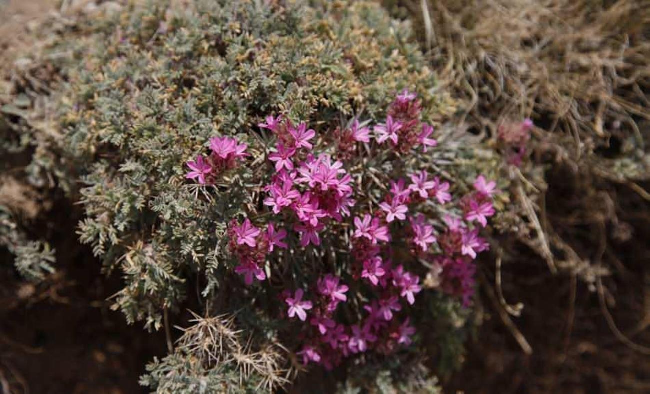 Geven otu nedir? Geven otunun faydaları nelerdir? Geven otu nasıl ...