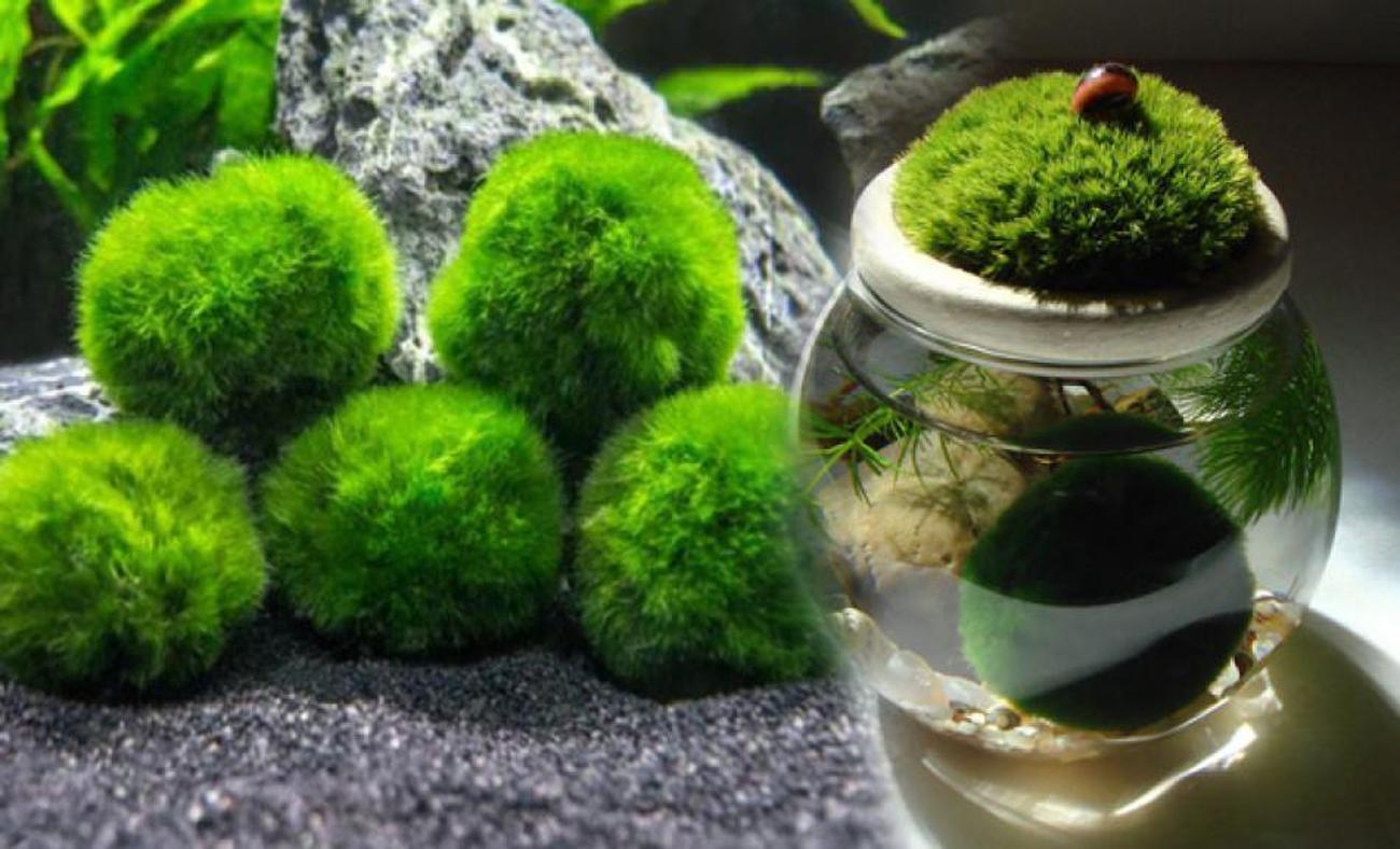 Şans getiren yosun topu: Marimo nedir? Marimo bakımı nasıl yapılır Marimo özellikleri - Pratik ...