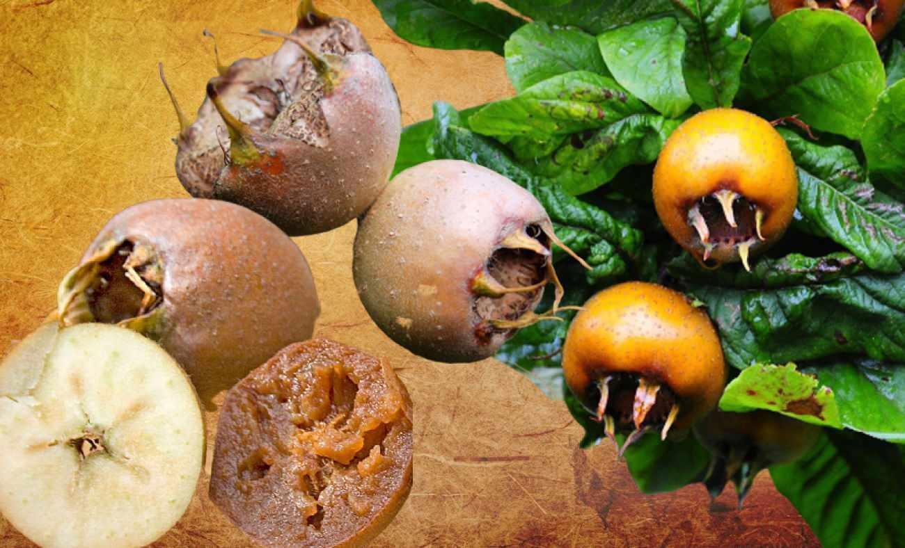 Muşmulanın faydaları nelerdir? Muşmula çayı nasıl yapılır? Muşmula ...