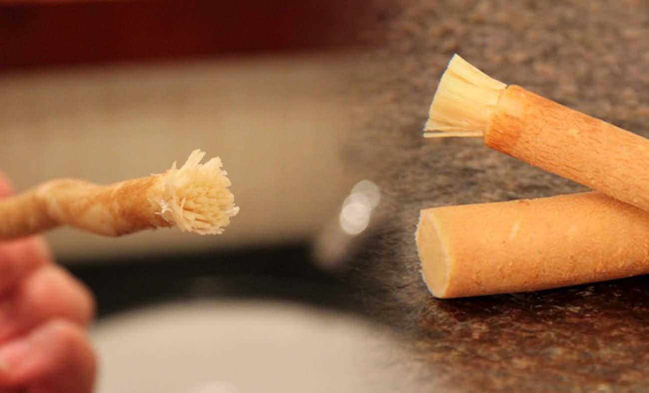 Misvak kullanmanın dini açıdan önemi nedir? Misvak ucu nasıl açılır ...