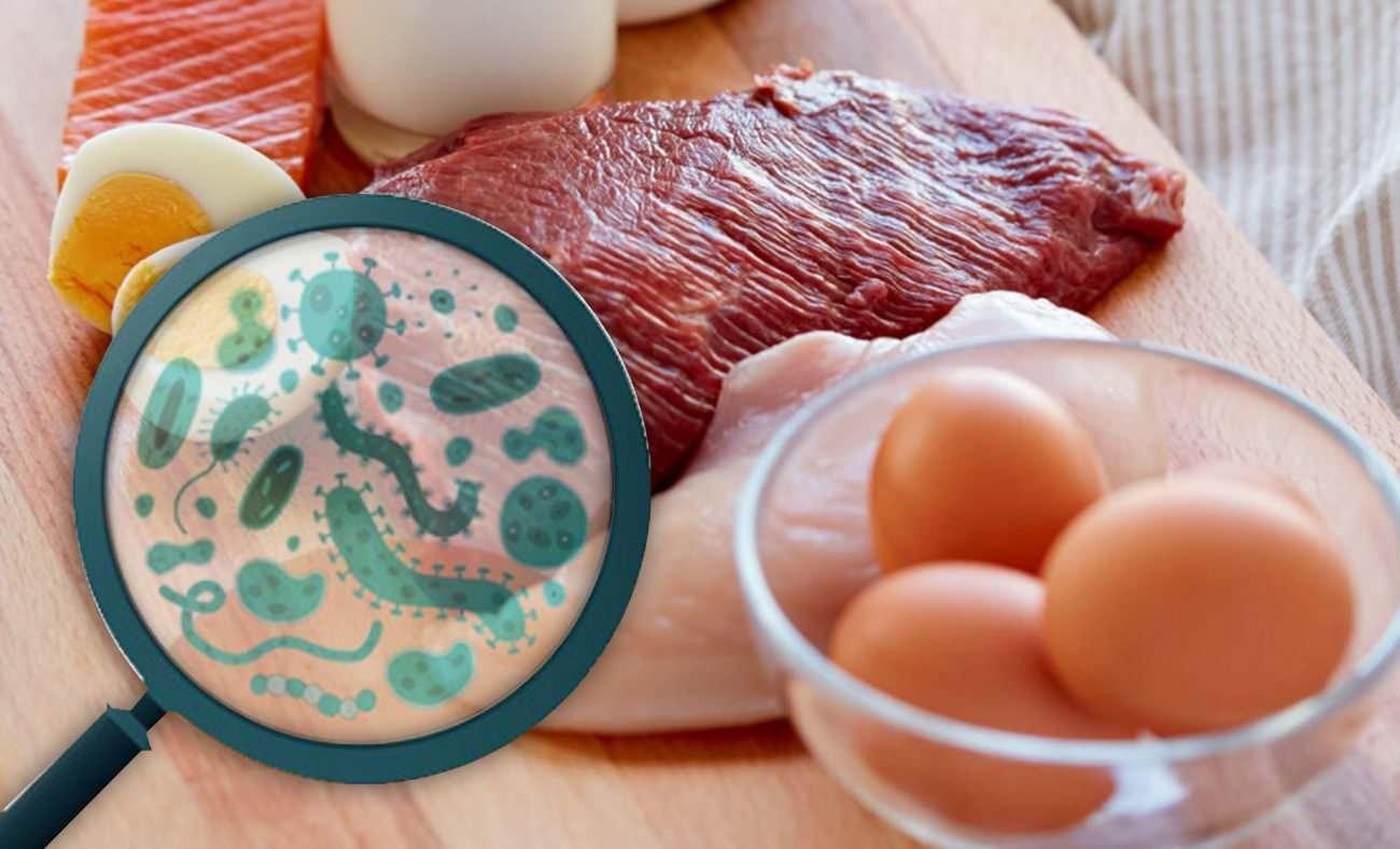 Salmonella bakterisi nedir? Salmonella belirtileri nelerdir? | Hayata Sor