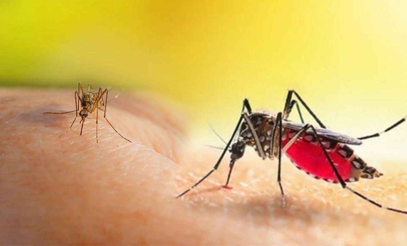 Aedes sivrisinek ısırığı belirtileri nelerdir? Aedes sivrisinek ısırığından korunmanın yolları ...