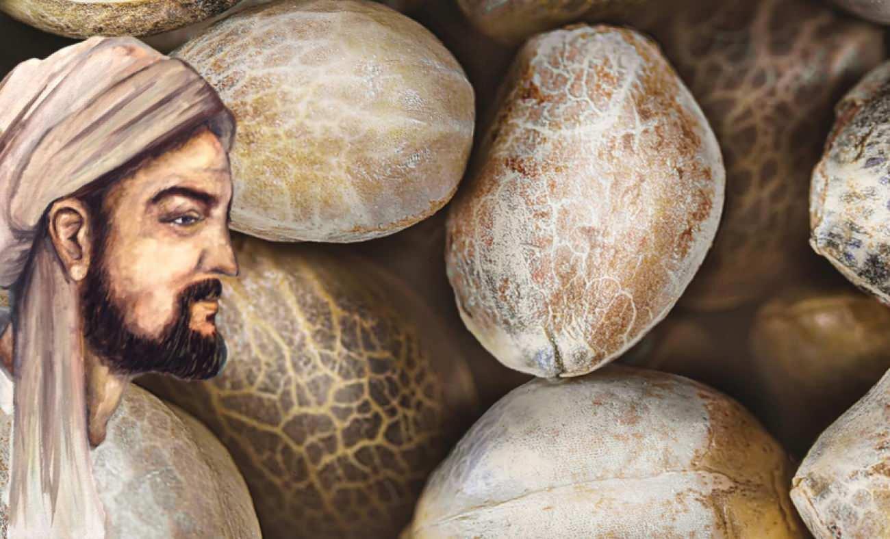 İbn-i Sina'dan 1 gecede beyaz saçları eskiye döndüren çörek otu yağı ...