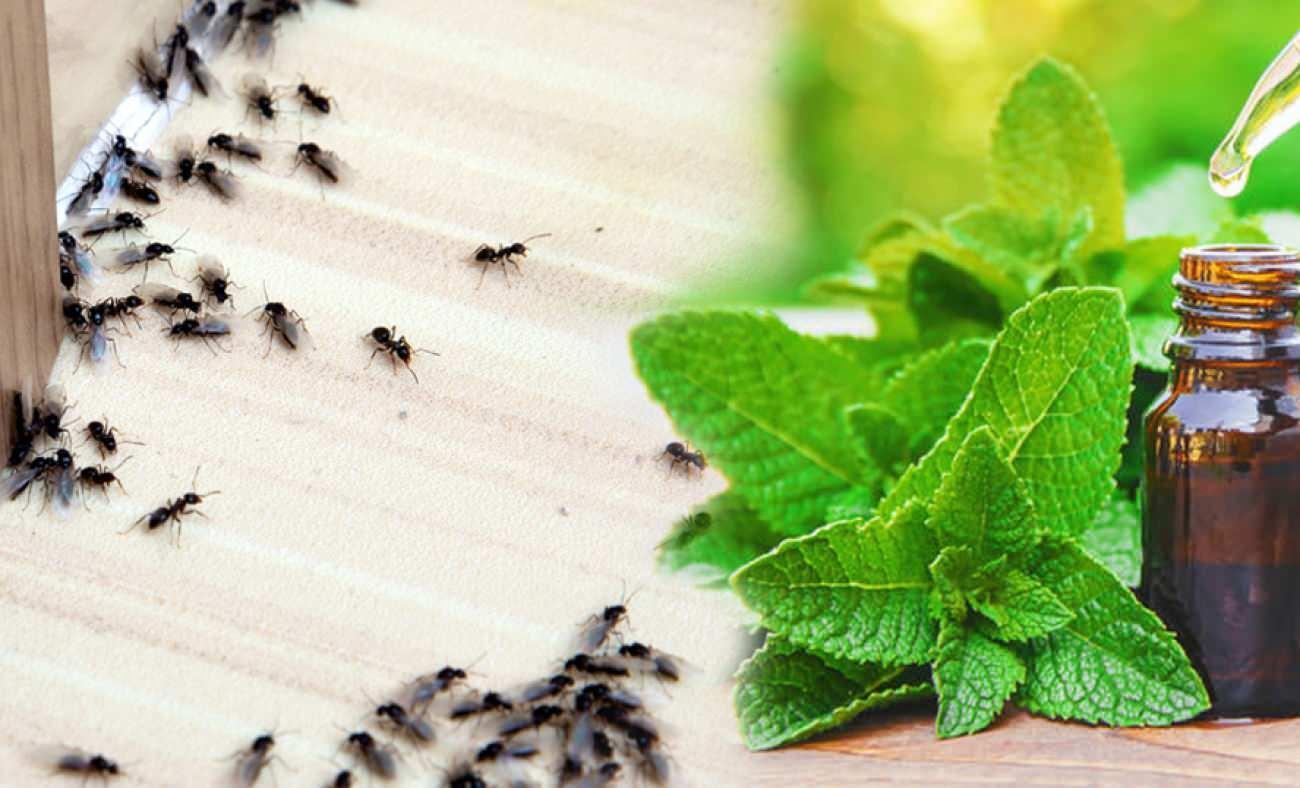 Kanatlı karınca nasıl yok edilir? Kanatlı karınca neden olur? Uçan ...