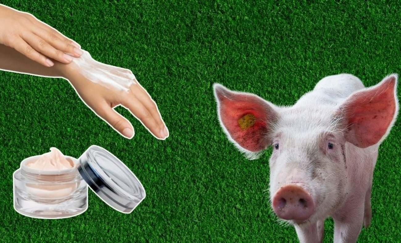 Domuz yağı haram mı? Eti haram olan hayvanın yağı ve derisi de haram ...