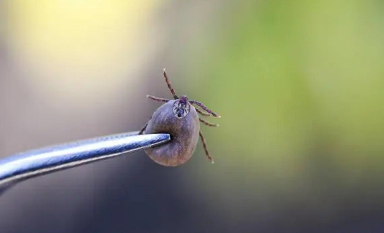 Kene alarmı tedirginliğe sebep oldu! Sağlık Bakanlığı'ndan açıklama ...
